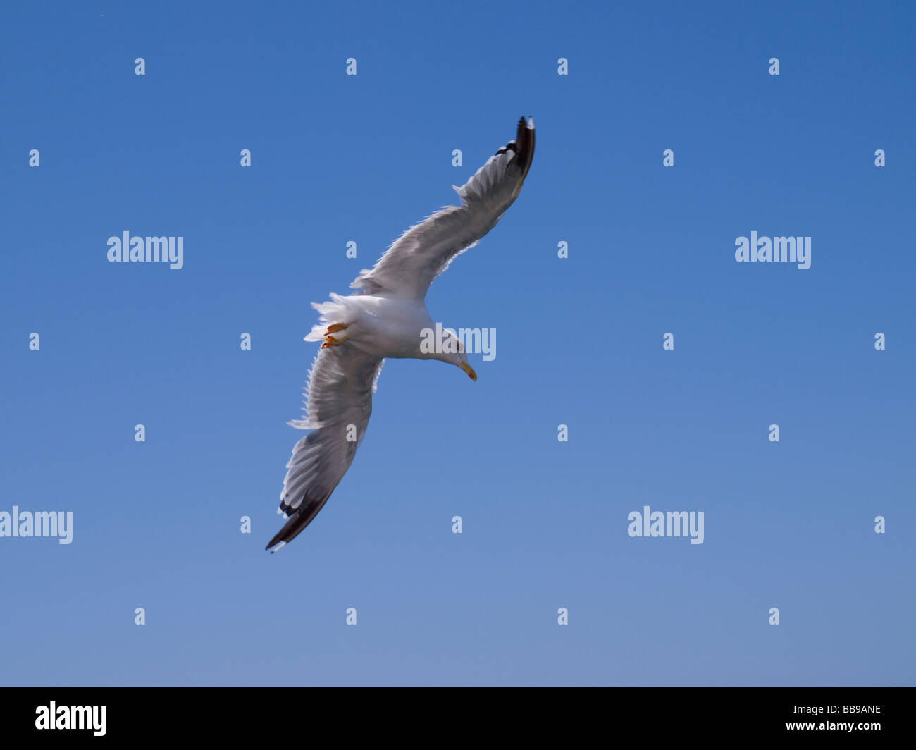 Seagull riding the wind above the cliffs at Ponta de Sagres Stock Photo ...