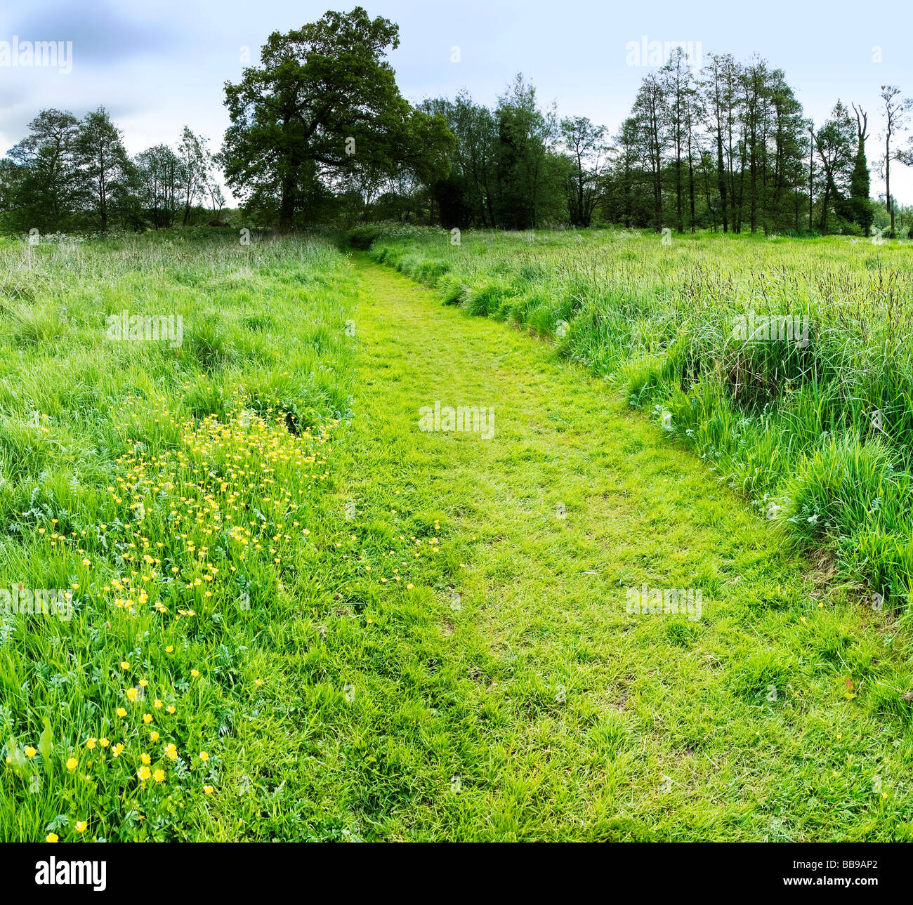footpath through vegetation Stock Photo - Alamy