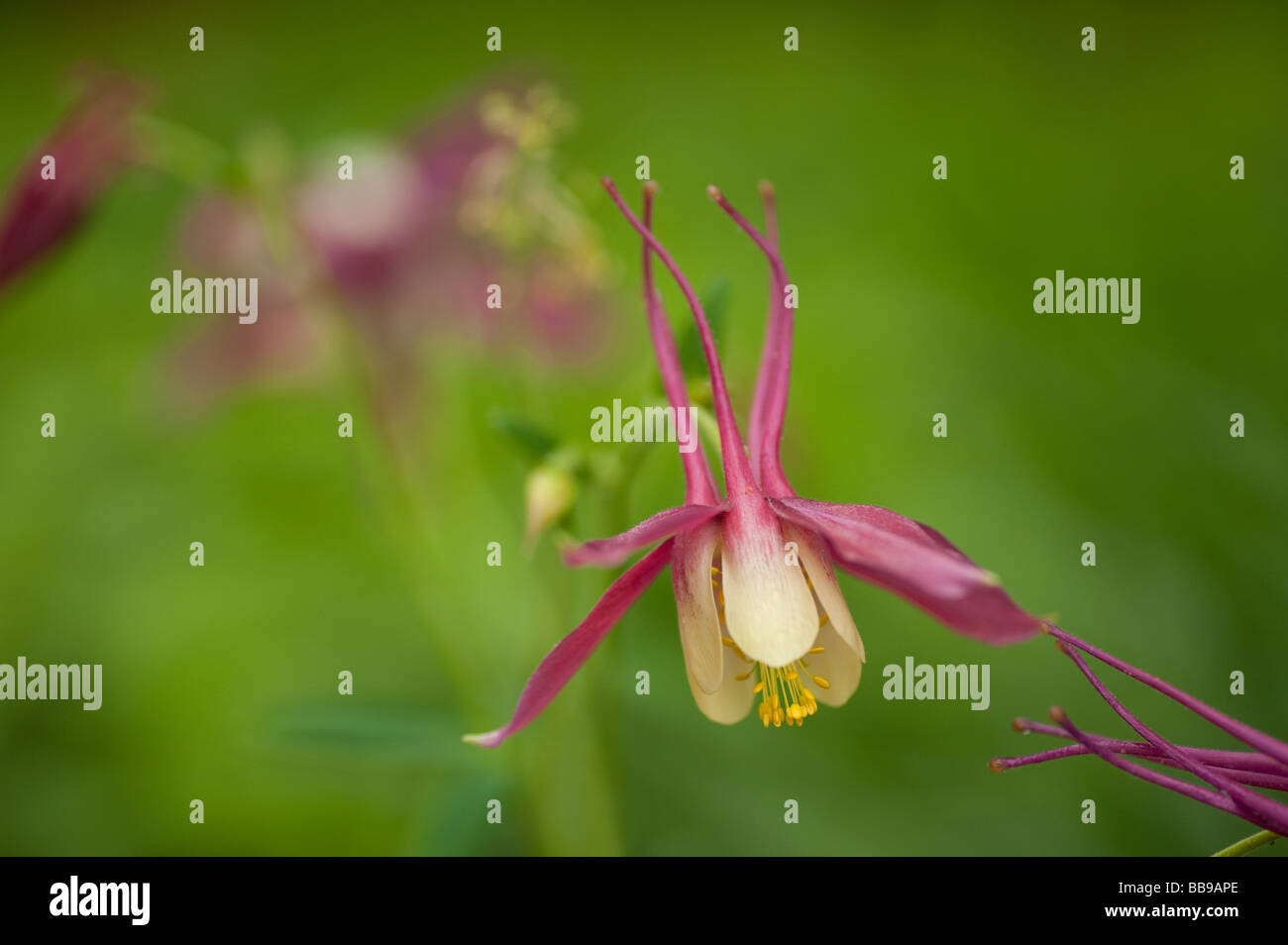 single columbine plant flower growing in garden Stock Photo - Alamy