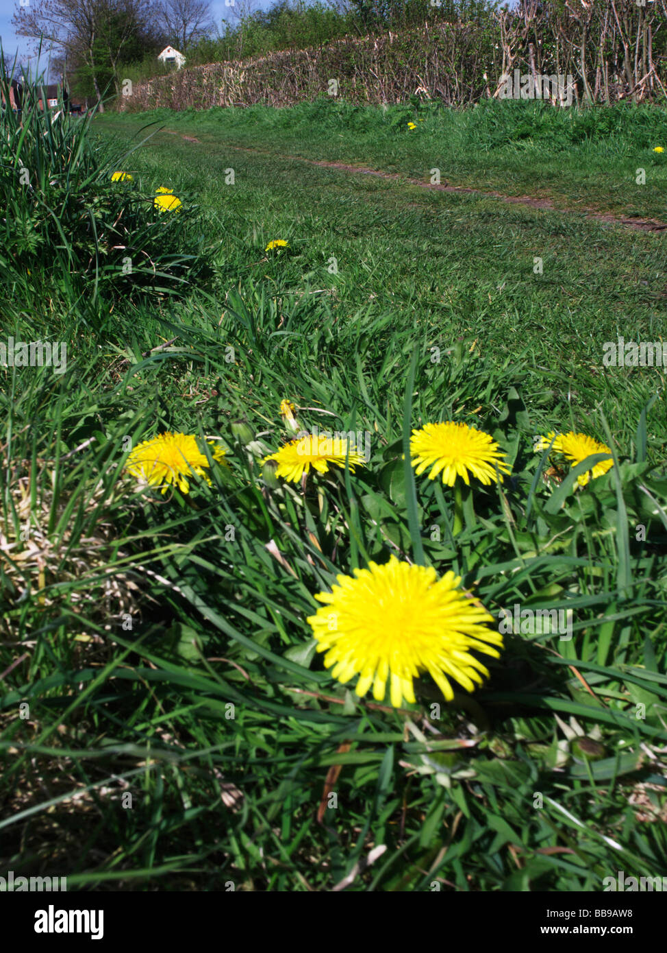 Yellow dandelion wild flowers growing wild in the countryside Stock ...