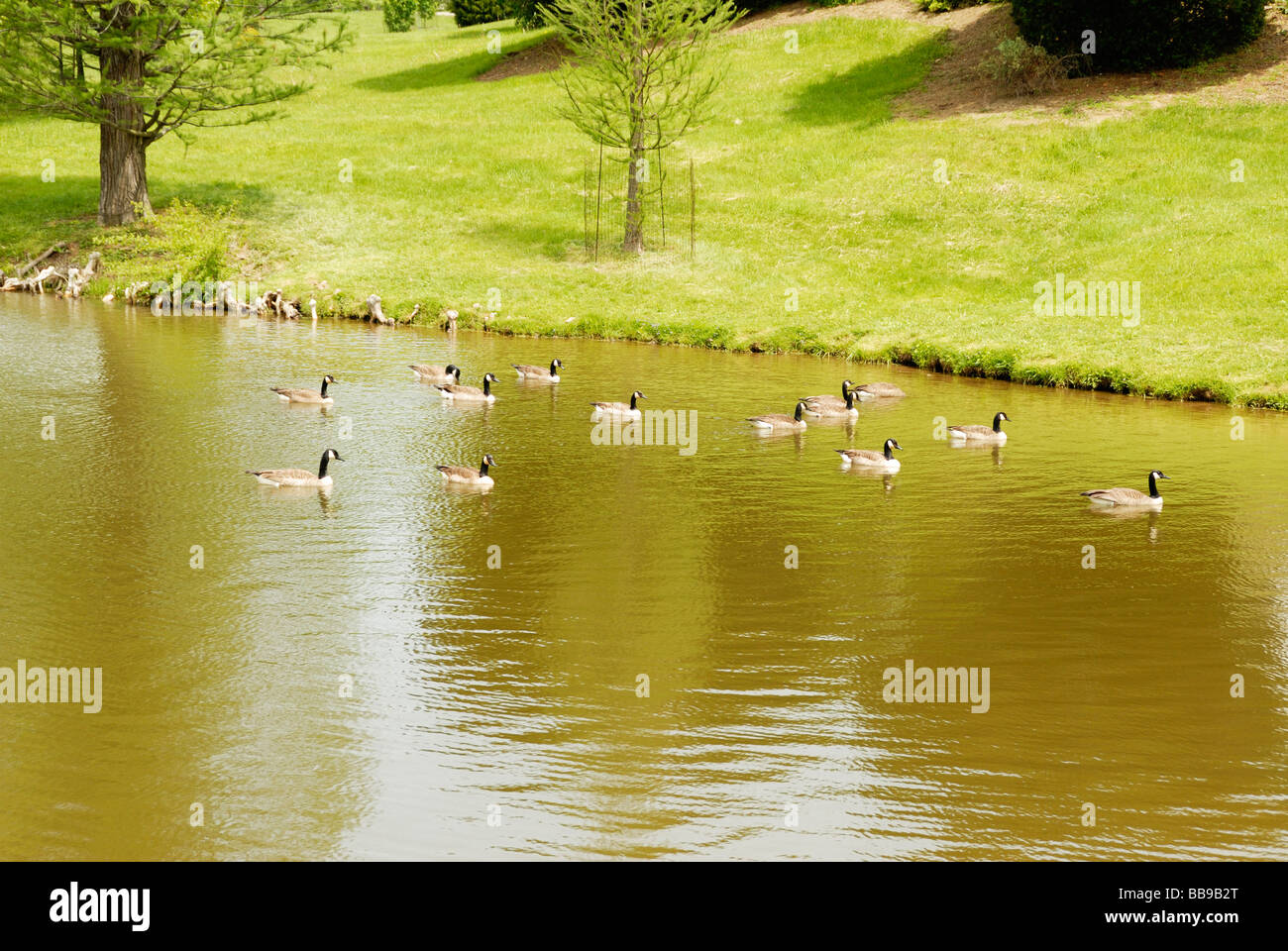 Geese garden pond hi-res stock photography and images - Alamy