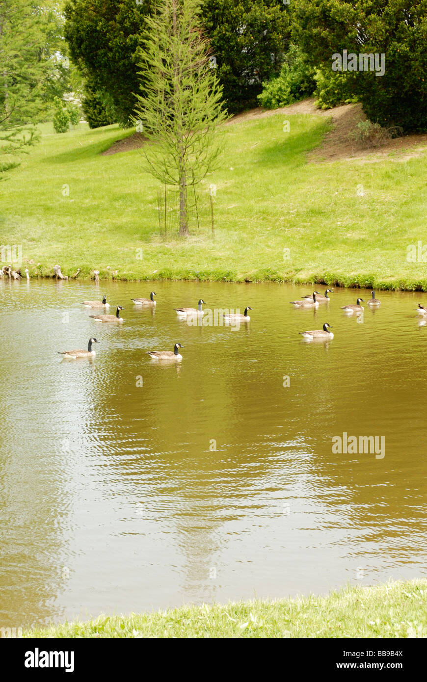 canadian geese swimming in pond Stock Photo - Alamy