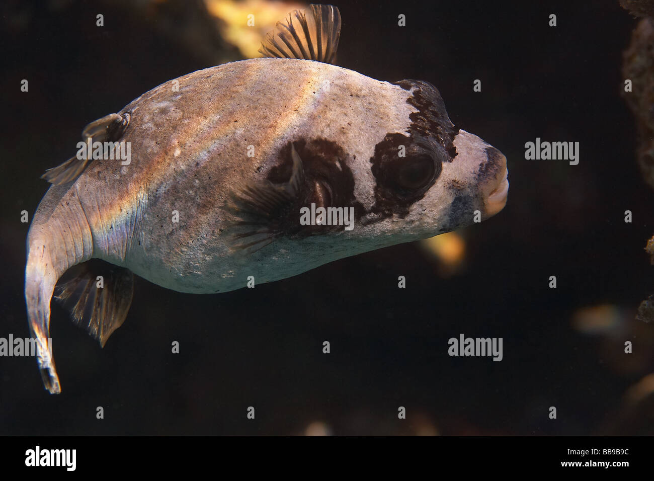 Armored fish hi-res stock photography and images - Alamy