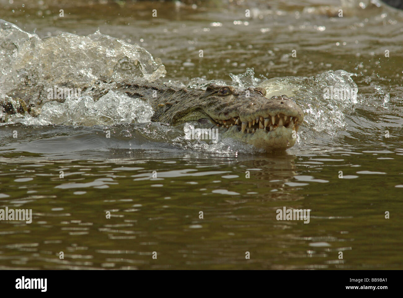Nile crocodile (crocodylus niloticus) hi-res stock photography and ...