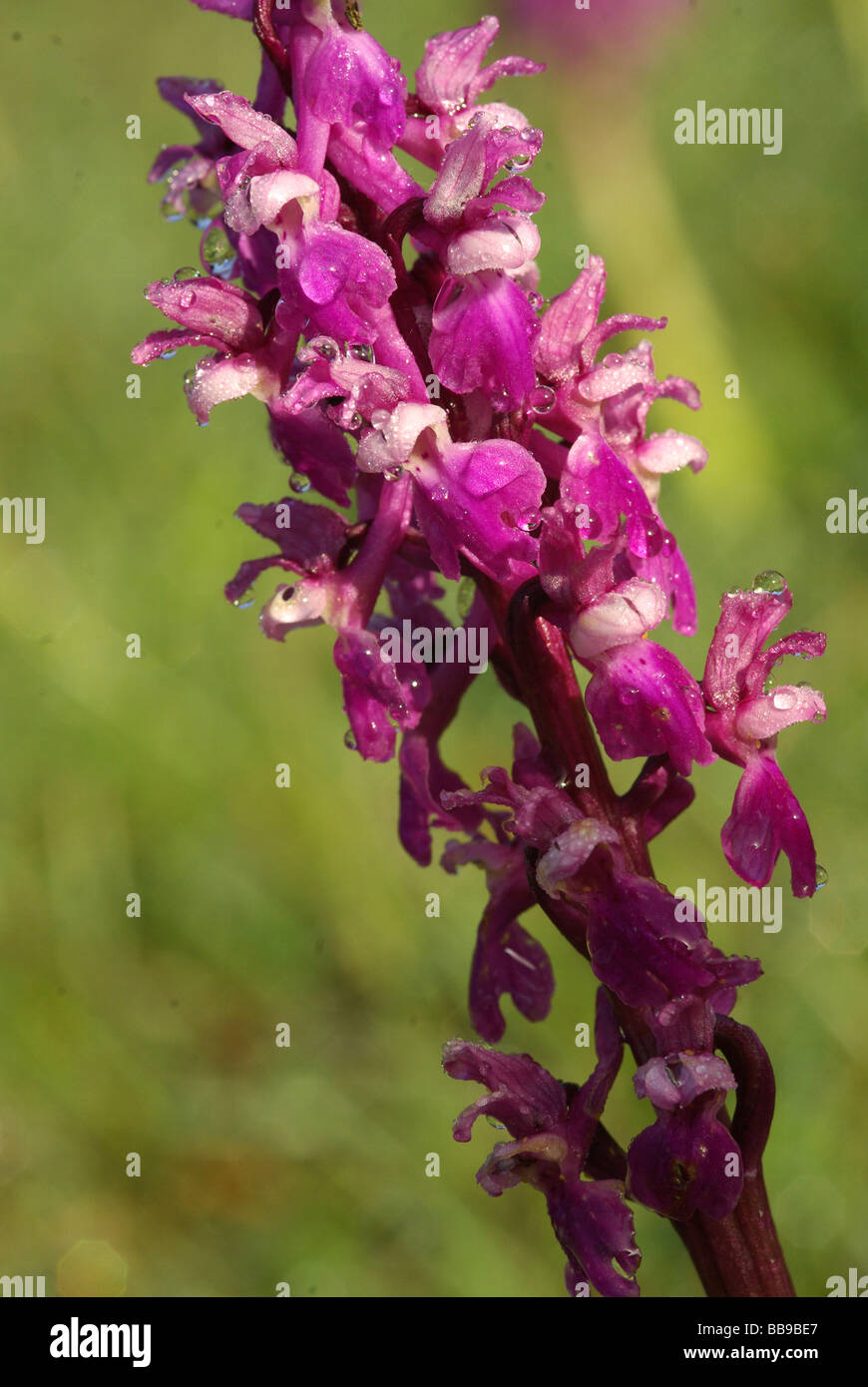 Early purple orchid - Orchis mascula Stock Photo - Alamy