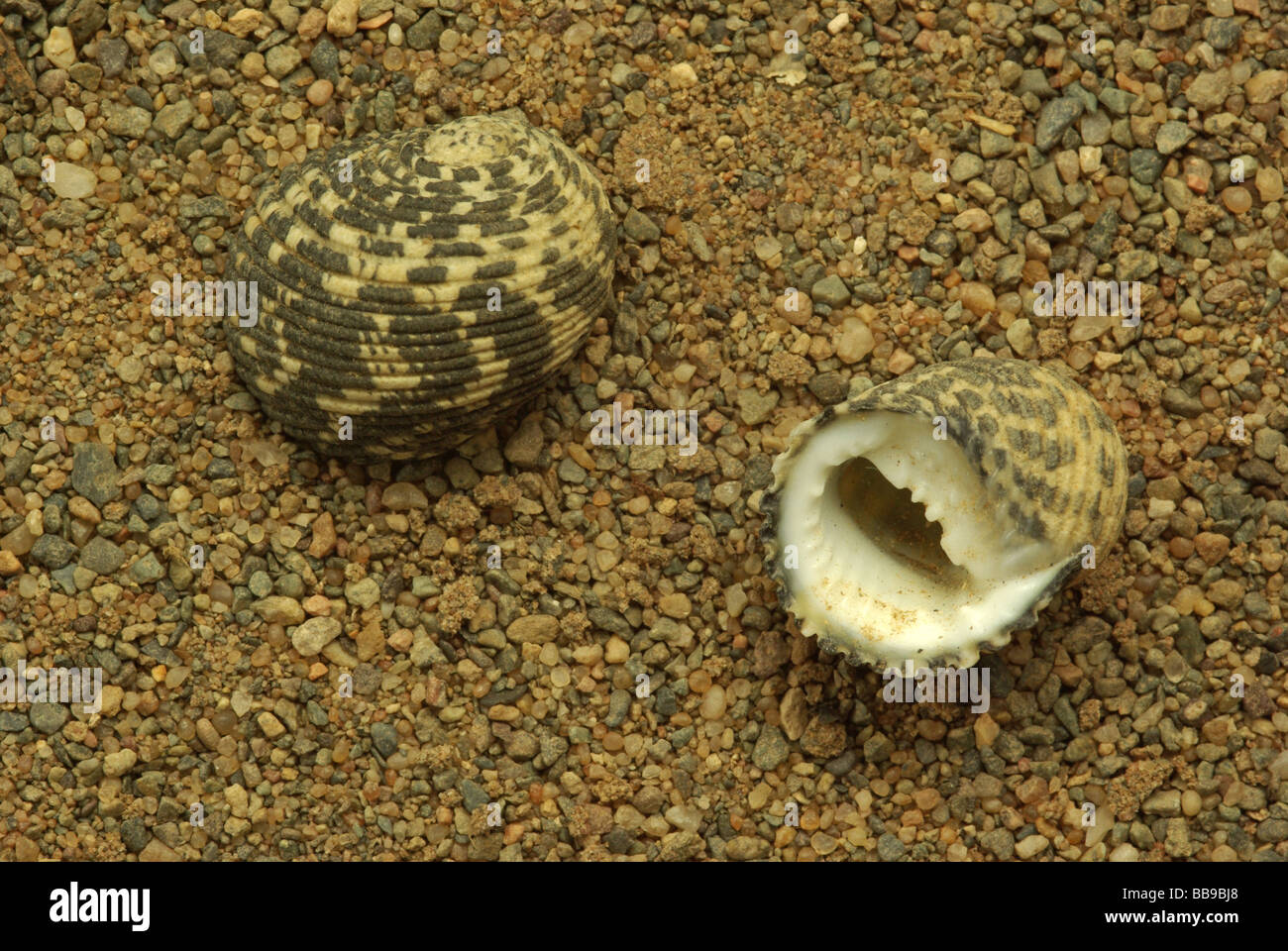 The plicate nerite shell - Nerita plicata Stock Photo - Alamy