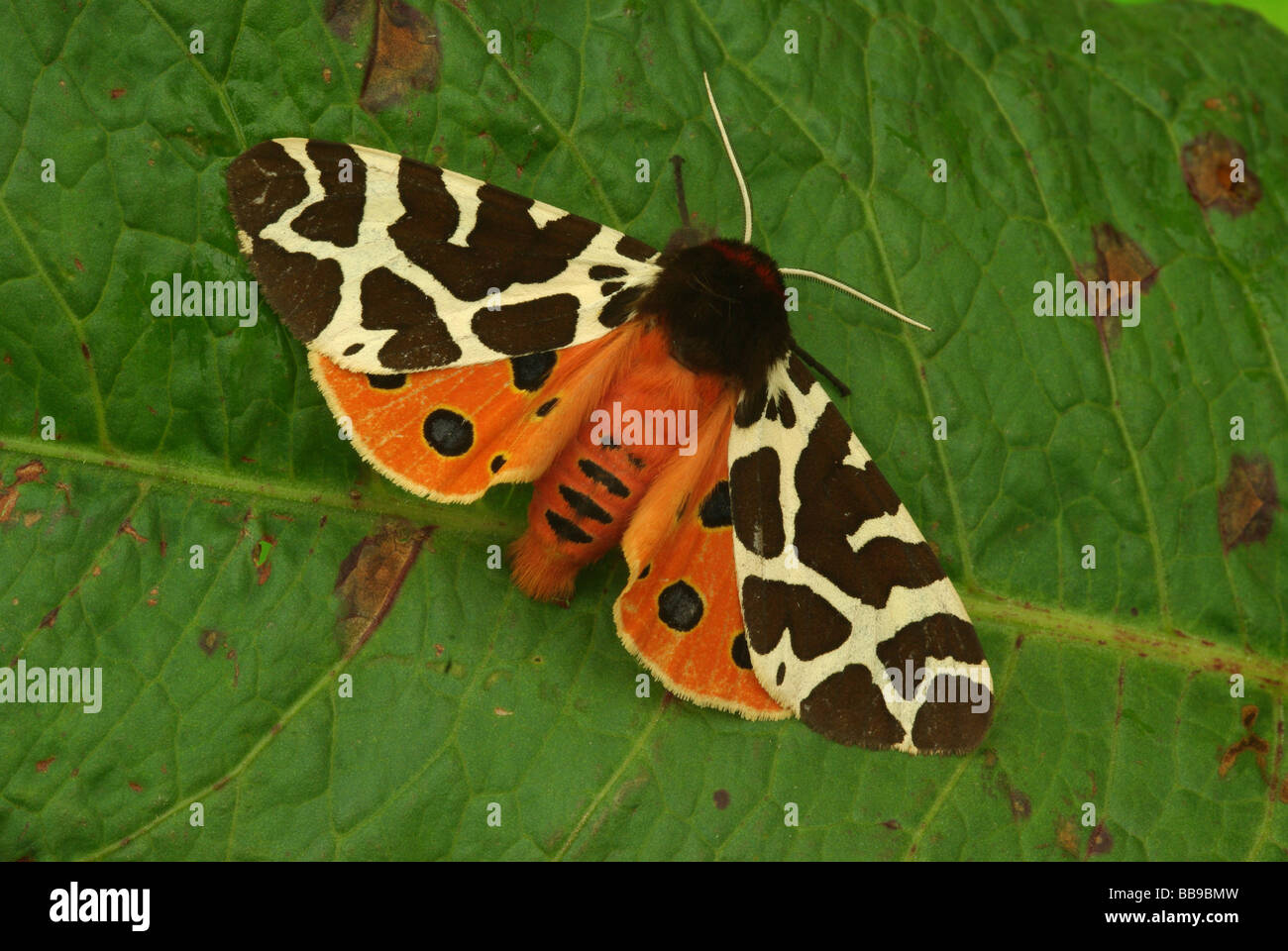 Tiger moth hi-res stock photography and images - Alamy