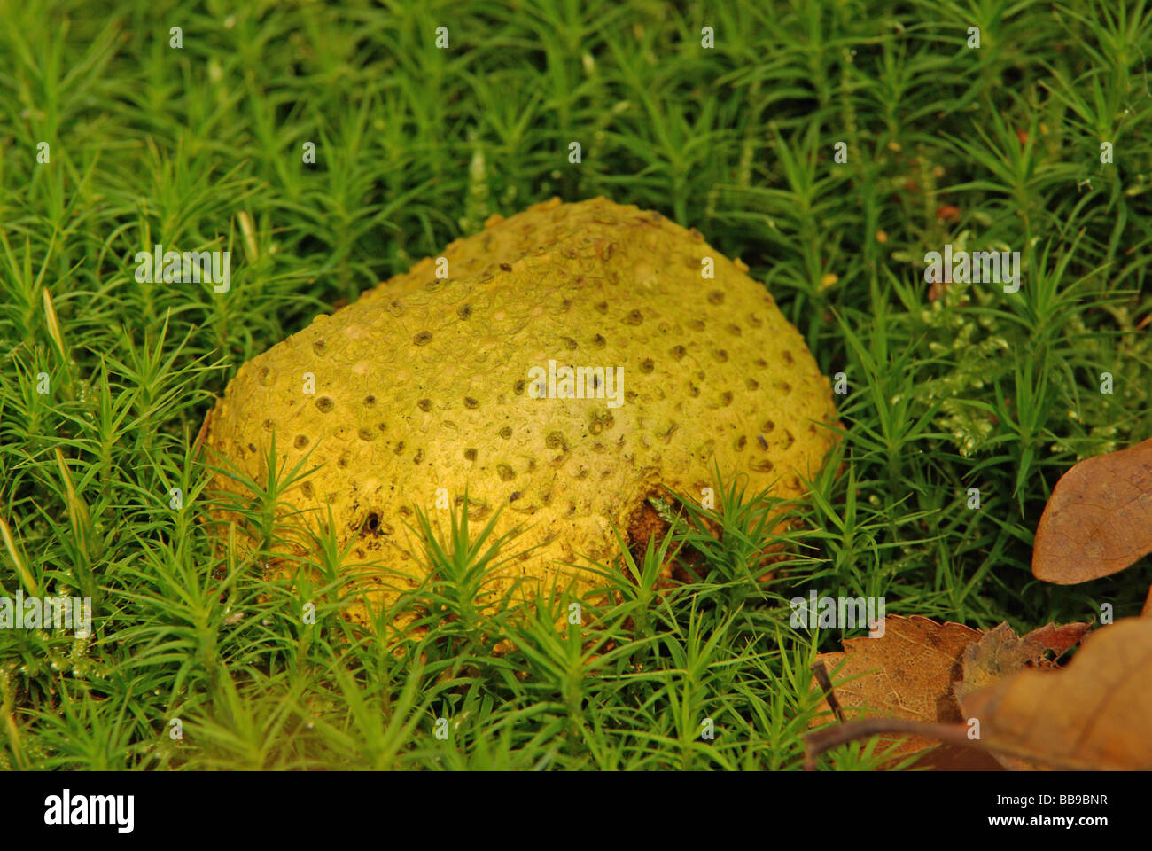 Puffball - Scleroderma aurantium Stock Photo - Alamy