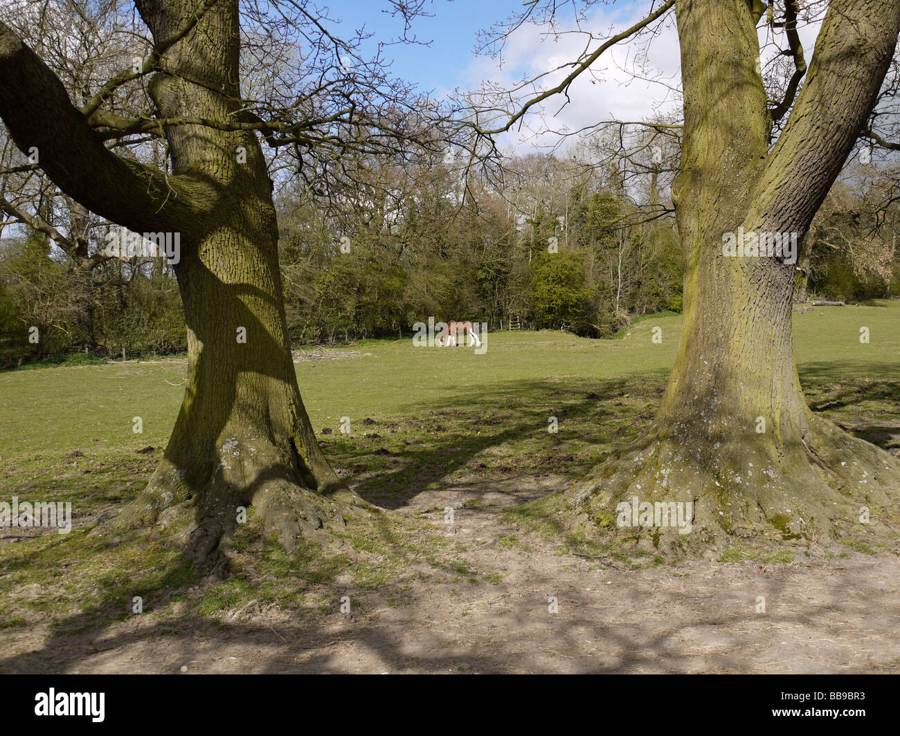 field next to country lane Stock Photo - Alamy
