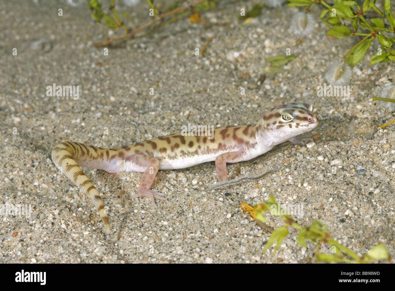 Western Banded Gecko Stock Photo - Alamy