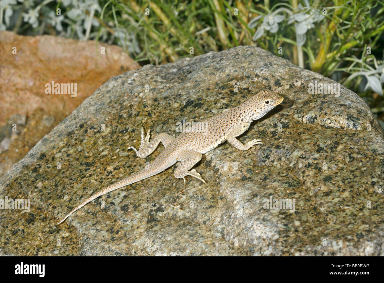 Mojave Fringe-toed Lizard Stock Photo - Alamy