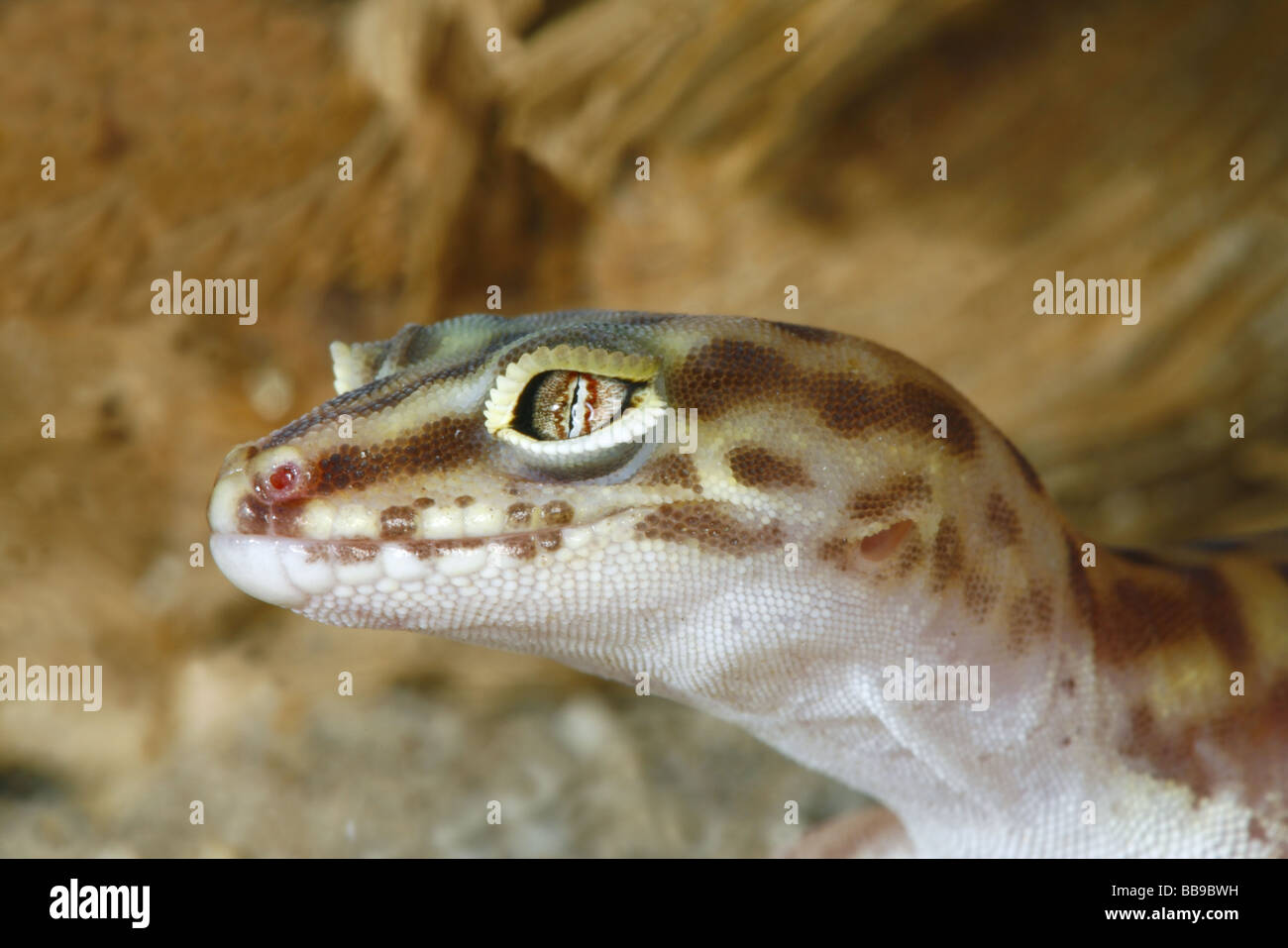 Western Banded Gecko Stock Photo - Alamy
