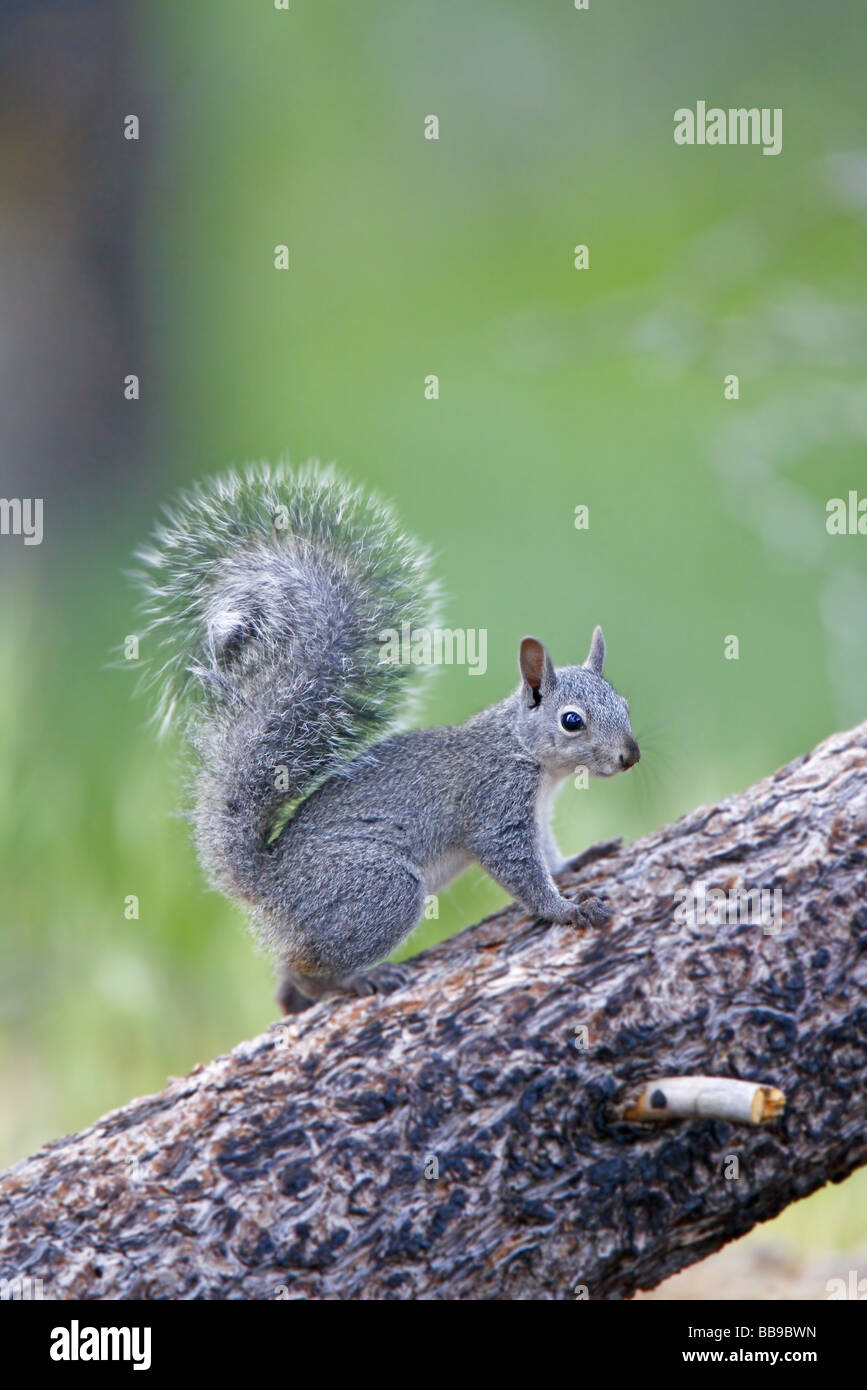 Western Gray Squirrel Stock Photo - Alamy