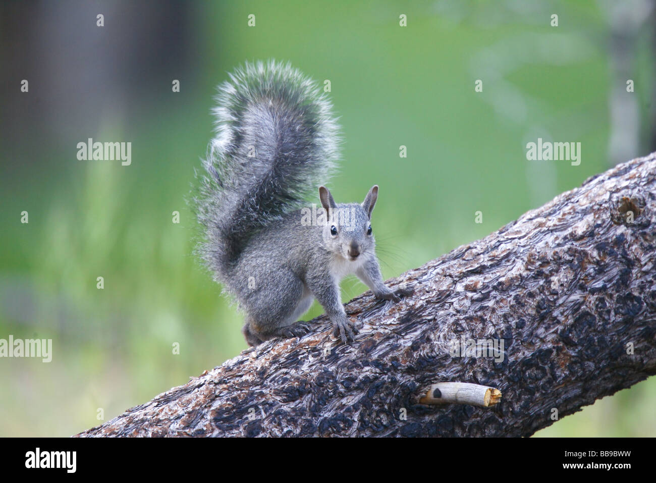 Western Gray Squirrel Stock Photo - Alamy