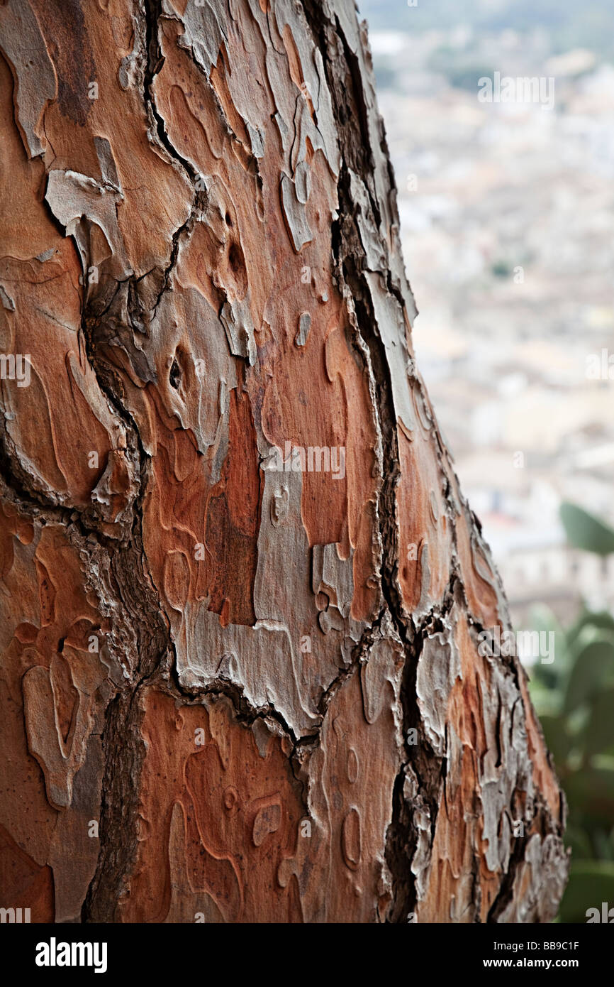 Cypress tree on Via Crucis the Way of the Cross Arta Mallorca Spain ...