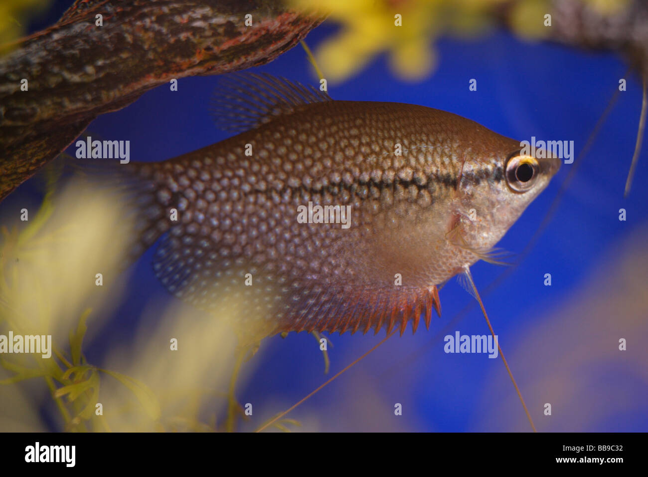 Lace gourami hi-res stock photography and images - Alamy