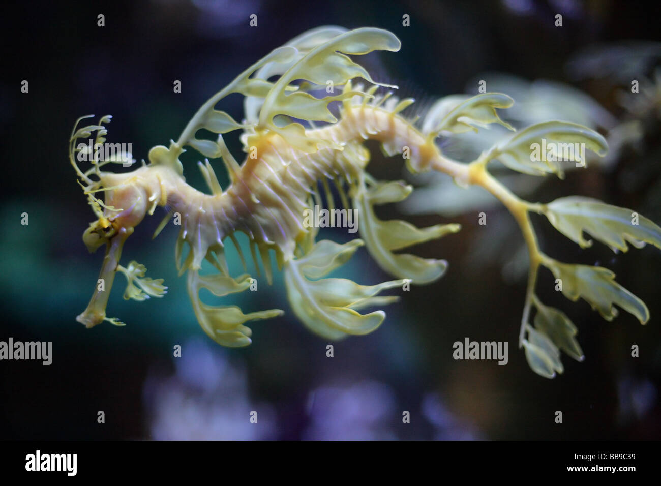 Leafy sea dragon hi-res stock photography and images - Alamy