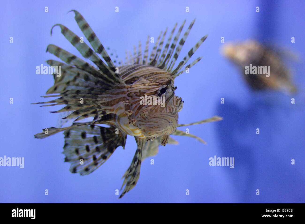 Sideways fish hi-res stock photography and images - Alamy