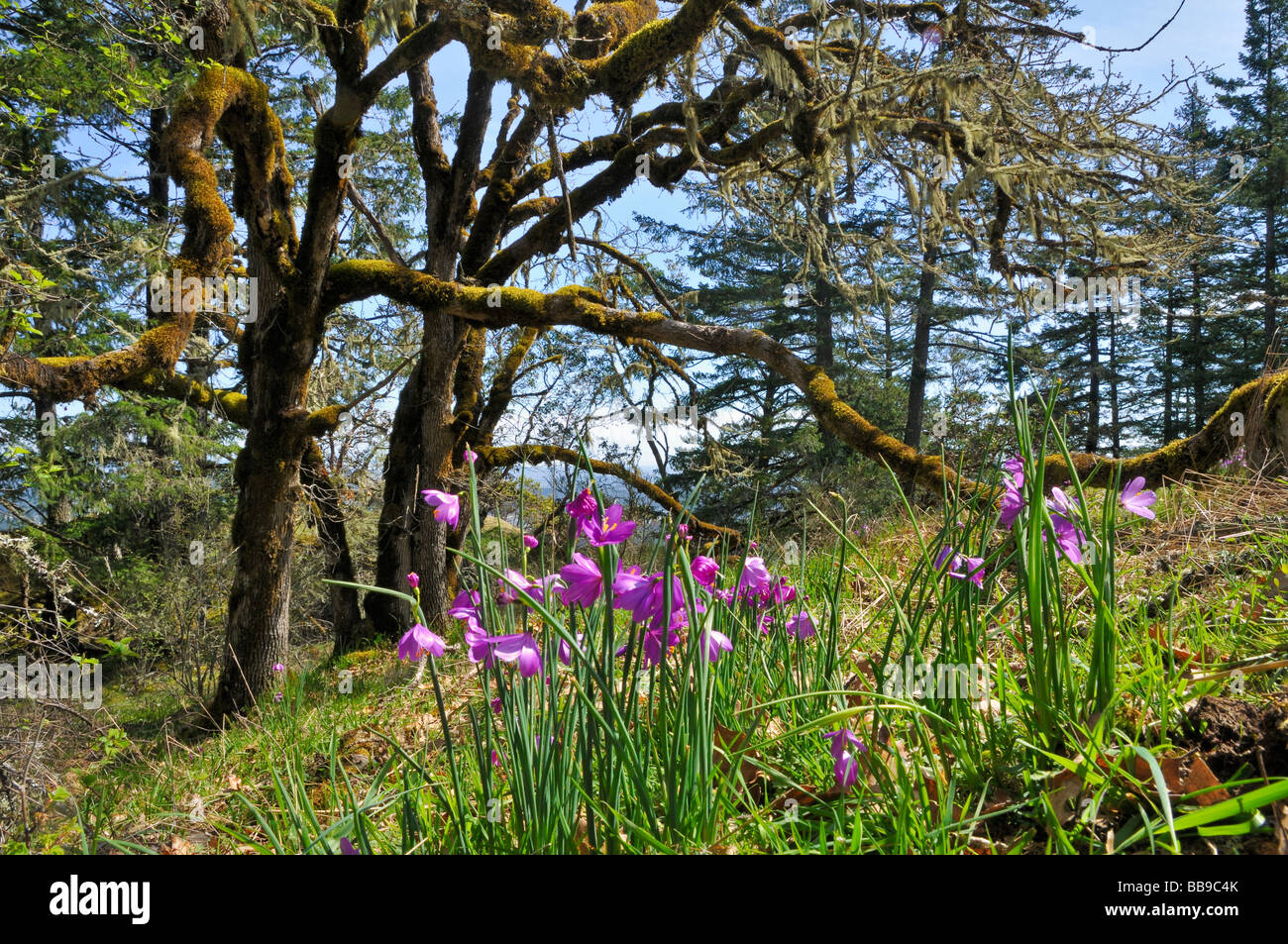 Mount wells regional park hi-res stock photography and images - Alamy