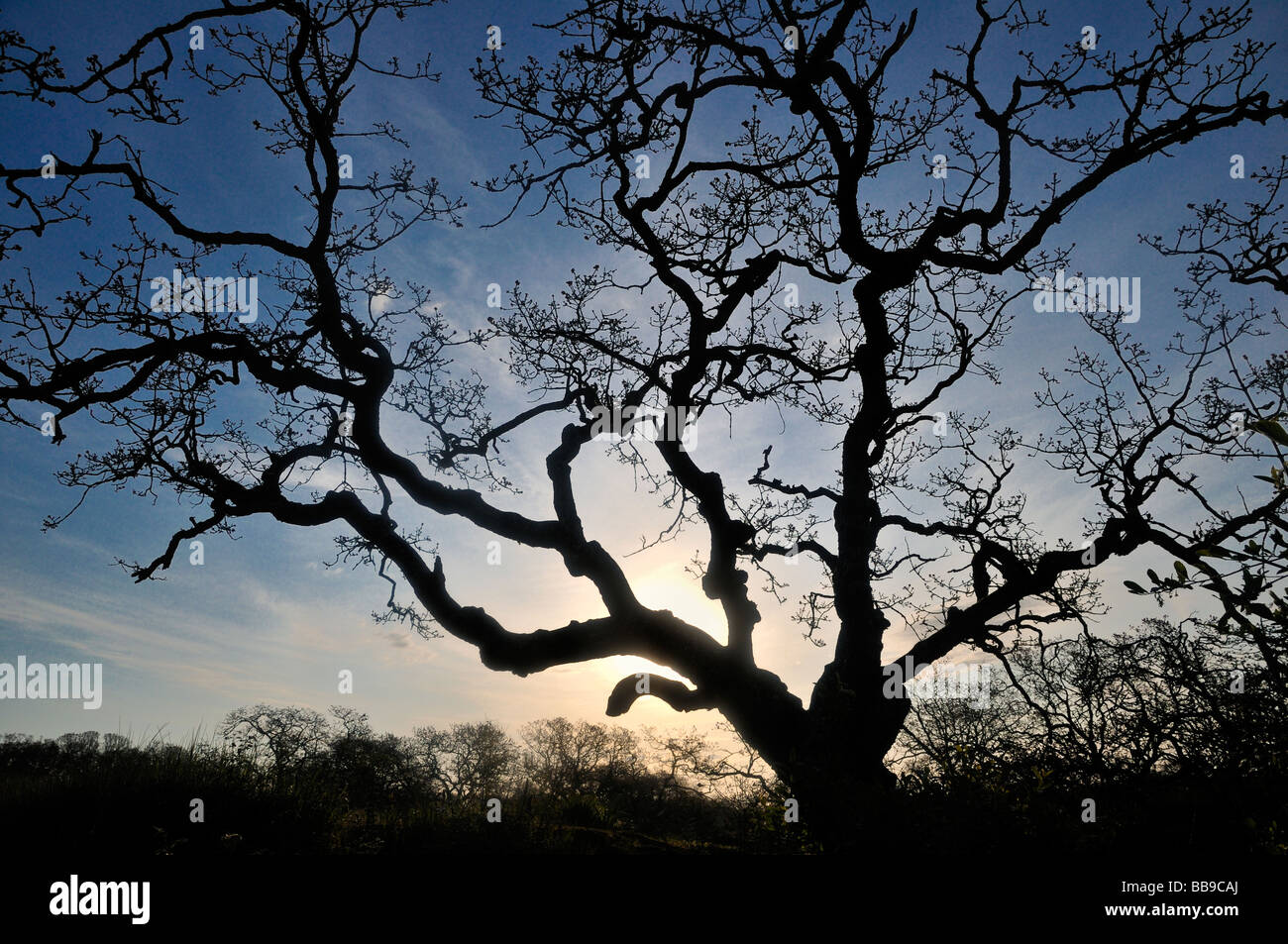 Tree silhouette garry oak tree hi-res stock photography and images - Alamy