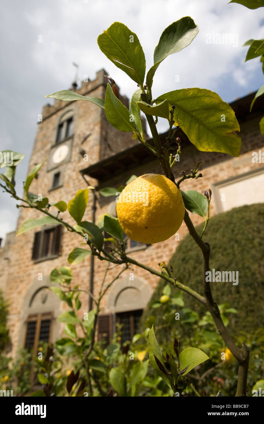 Lemon tree tuscany italy hi-res stock photography and images - Alamy