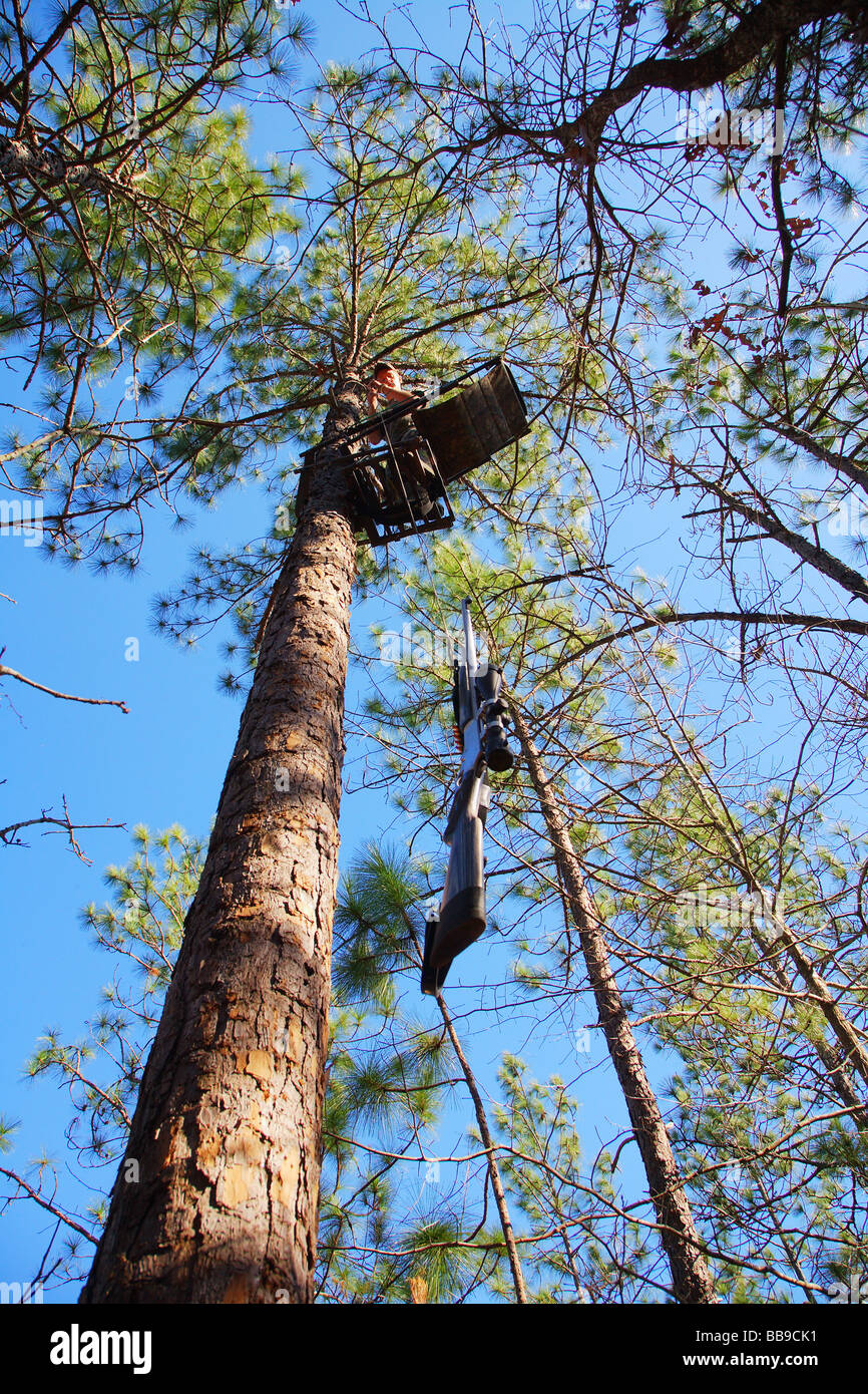 HUNTER IN TREE STAND HIGH IN PINE TREE BEGINS TO RAISE LOWER WEAPON ...