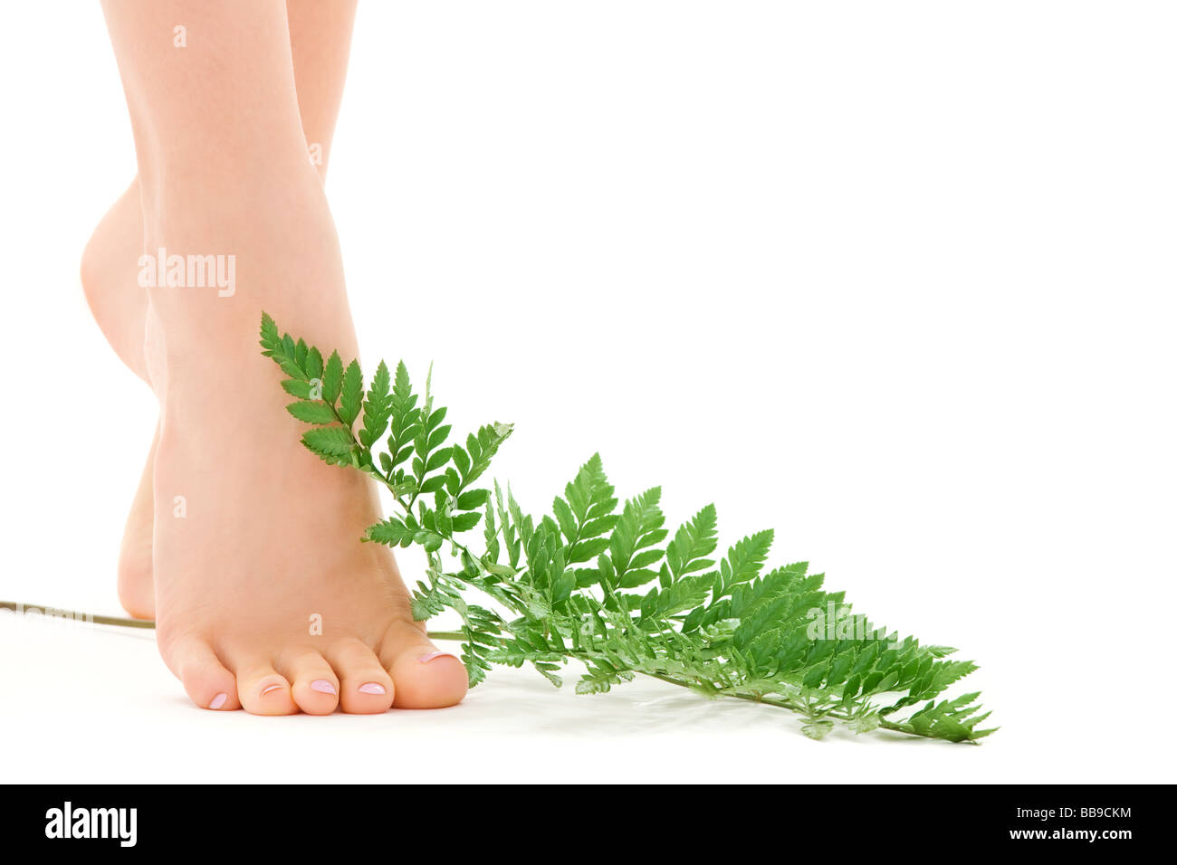 picture of female feet with green fern leaf over white Stock Photo - Alamy