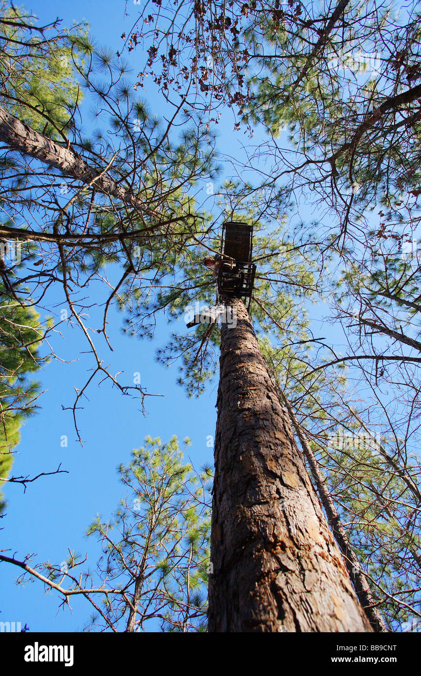 HUNTER IN TREE STAND HIGH IN PINE TREE BEGINS TO RAISE LOWER WEAPON ...