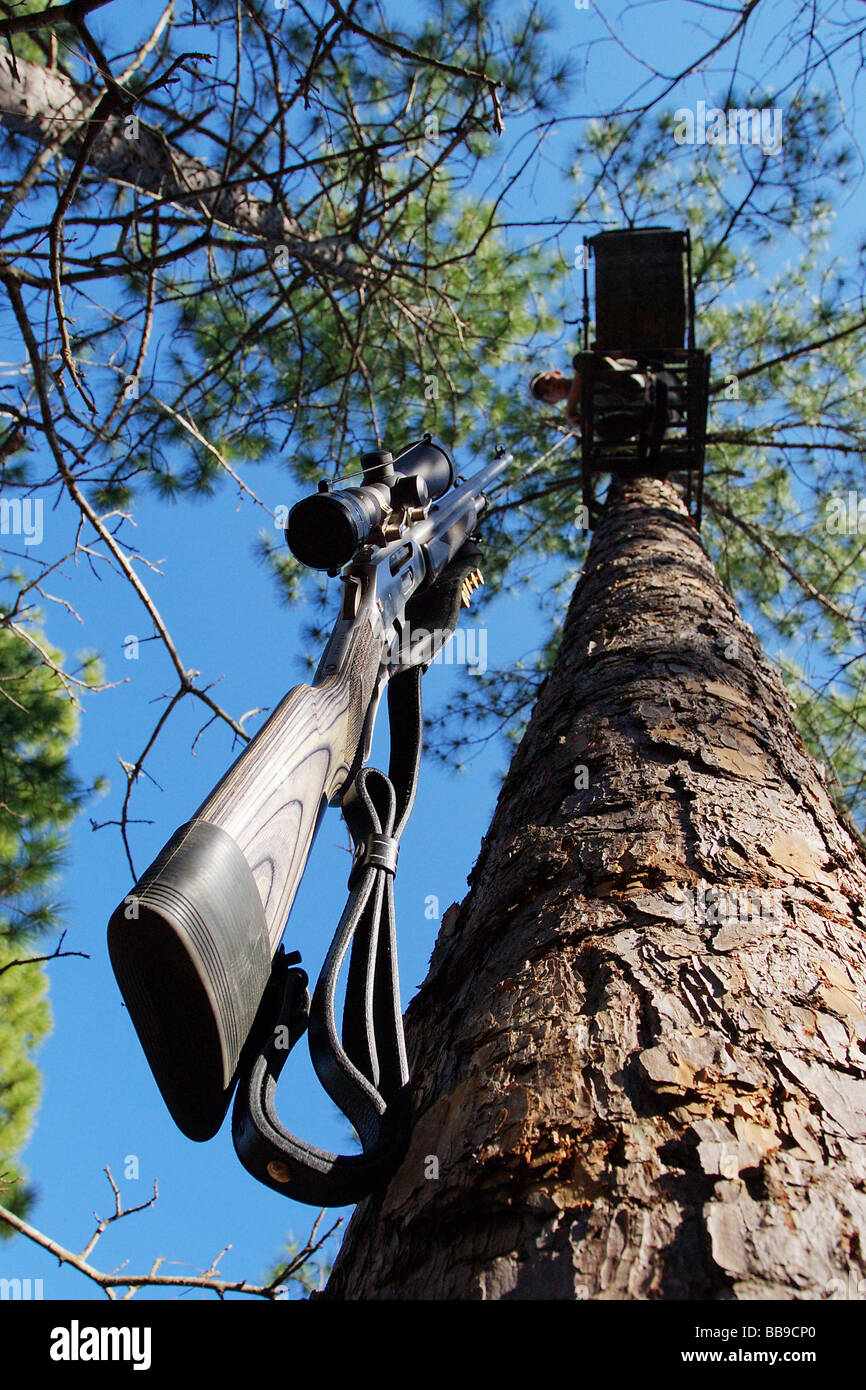 HUNTER IN TREE STAND HIGH IN PINE TREE BEGINS TO RAISE LOWER WEAPON ...