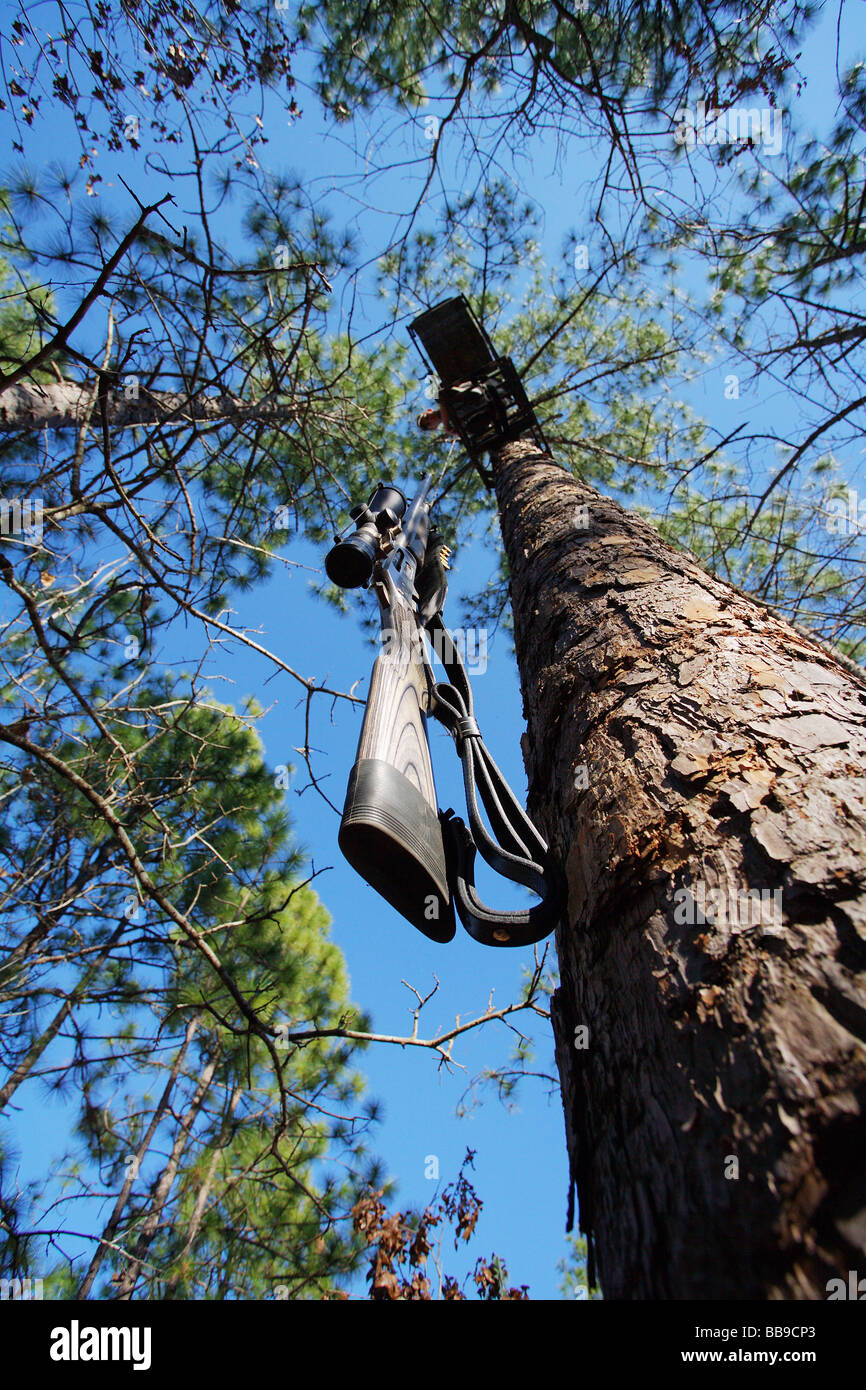 HUNTER IN TREE STAND HIGH IN PINE TREE BEGINS TO RAISE LOWER WEAPON ...