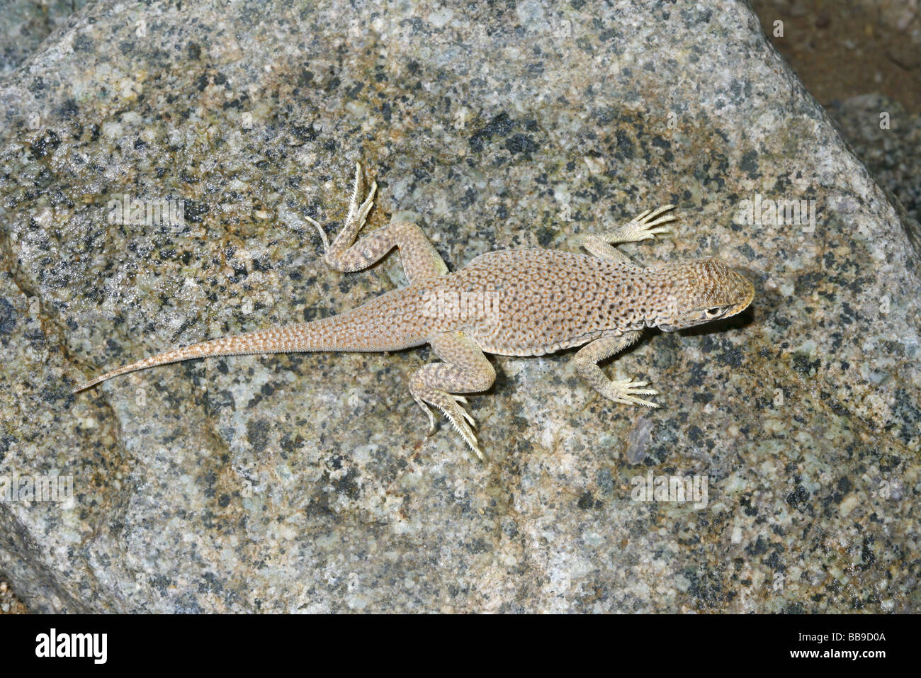 Fringe toed lizard hi-res stock photography and images - Alamy
