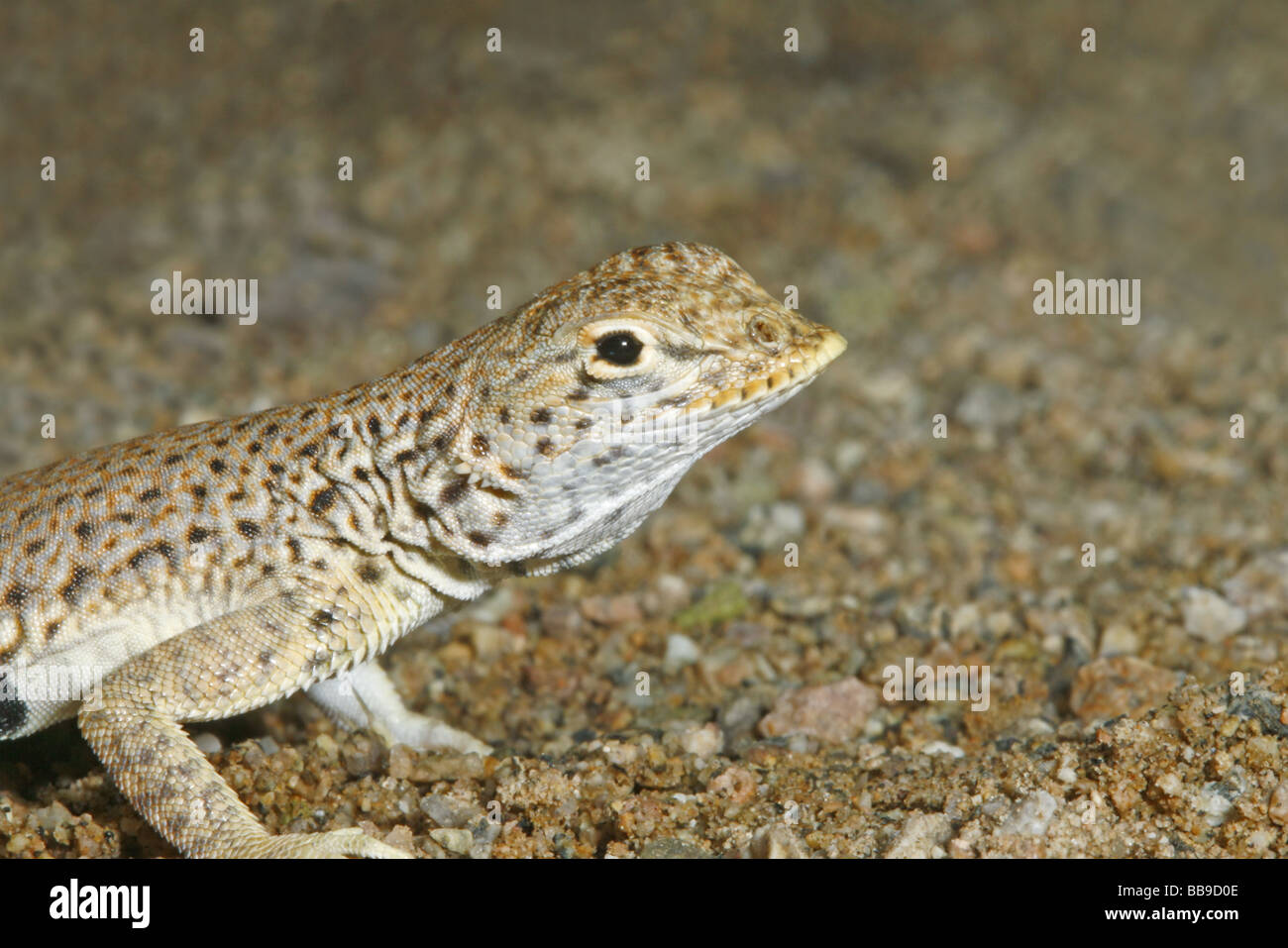 Mojave Fringe-toed Lizard Stock Photo - Alamy