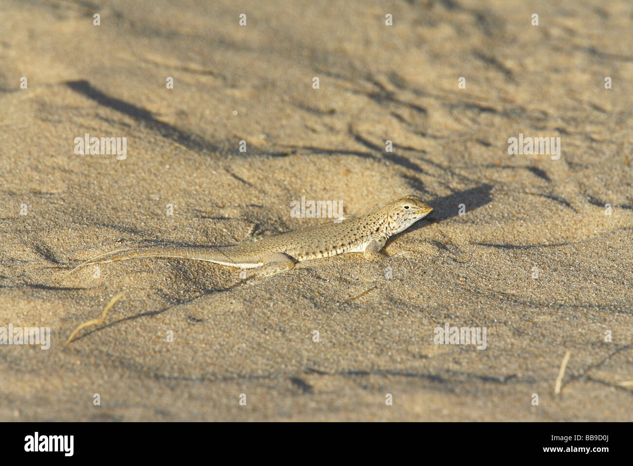 Mojave Fringe-toed Lizard Stock Photo - Alamy