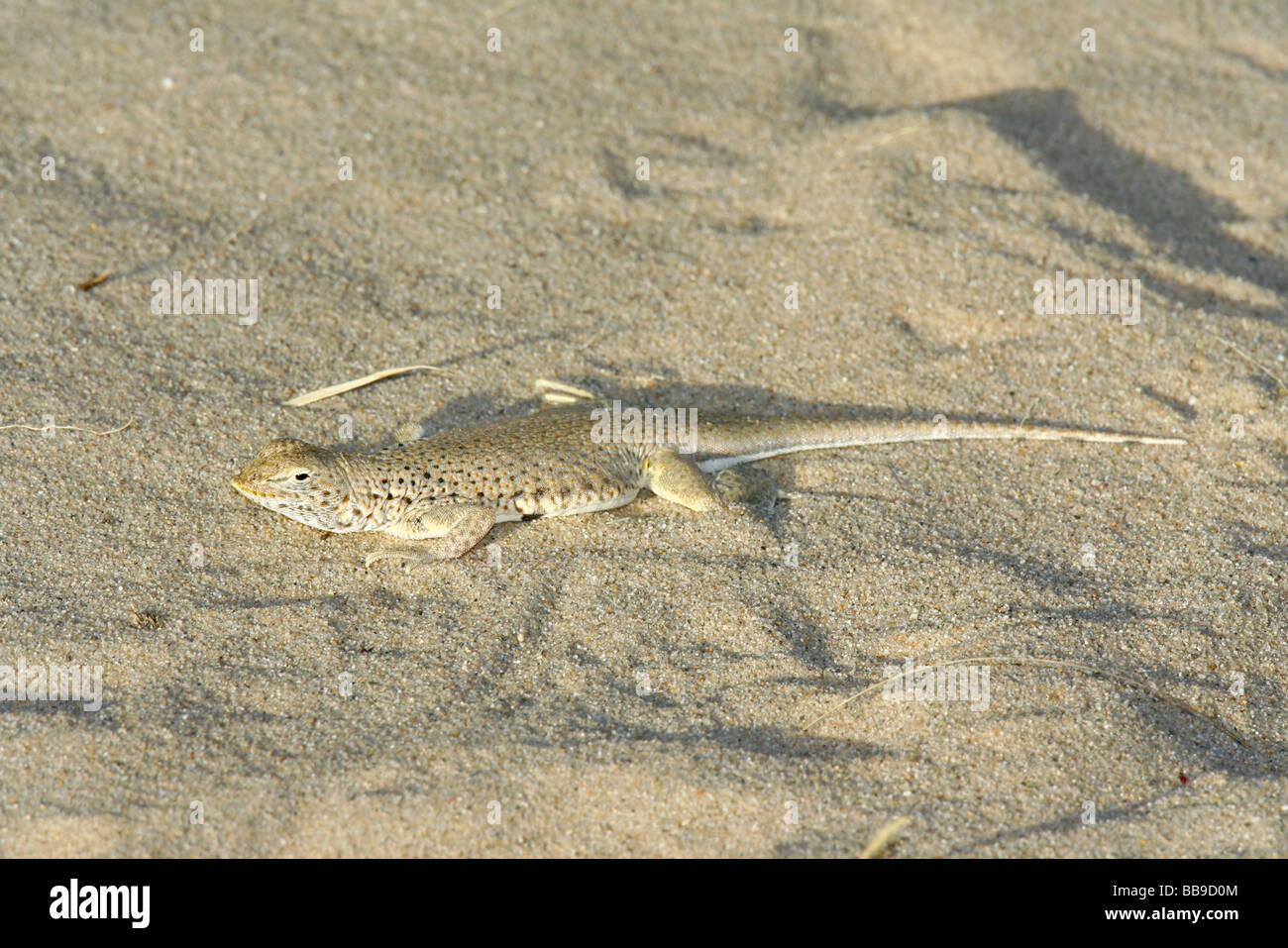 Mojave Fringe-toed Lizard Stock Photo - Alamy