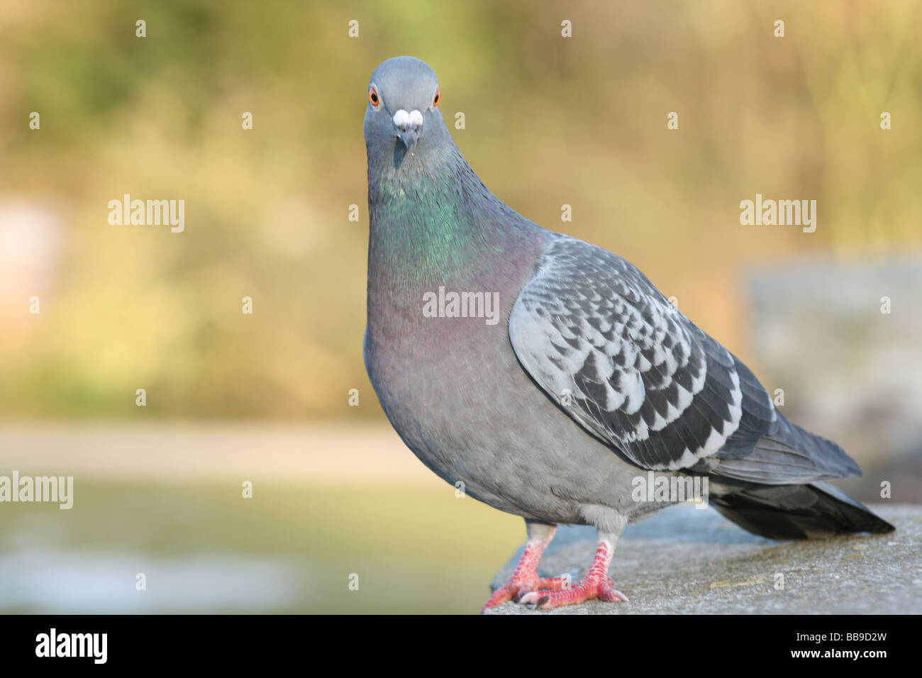Pidgeon hi-res stock photography and images - Alamy