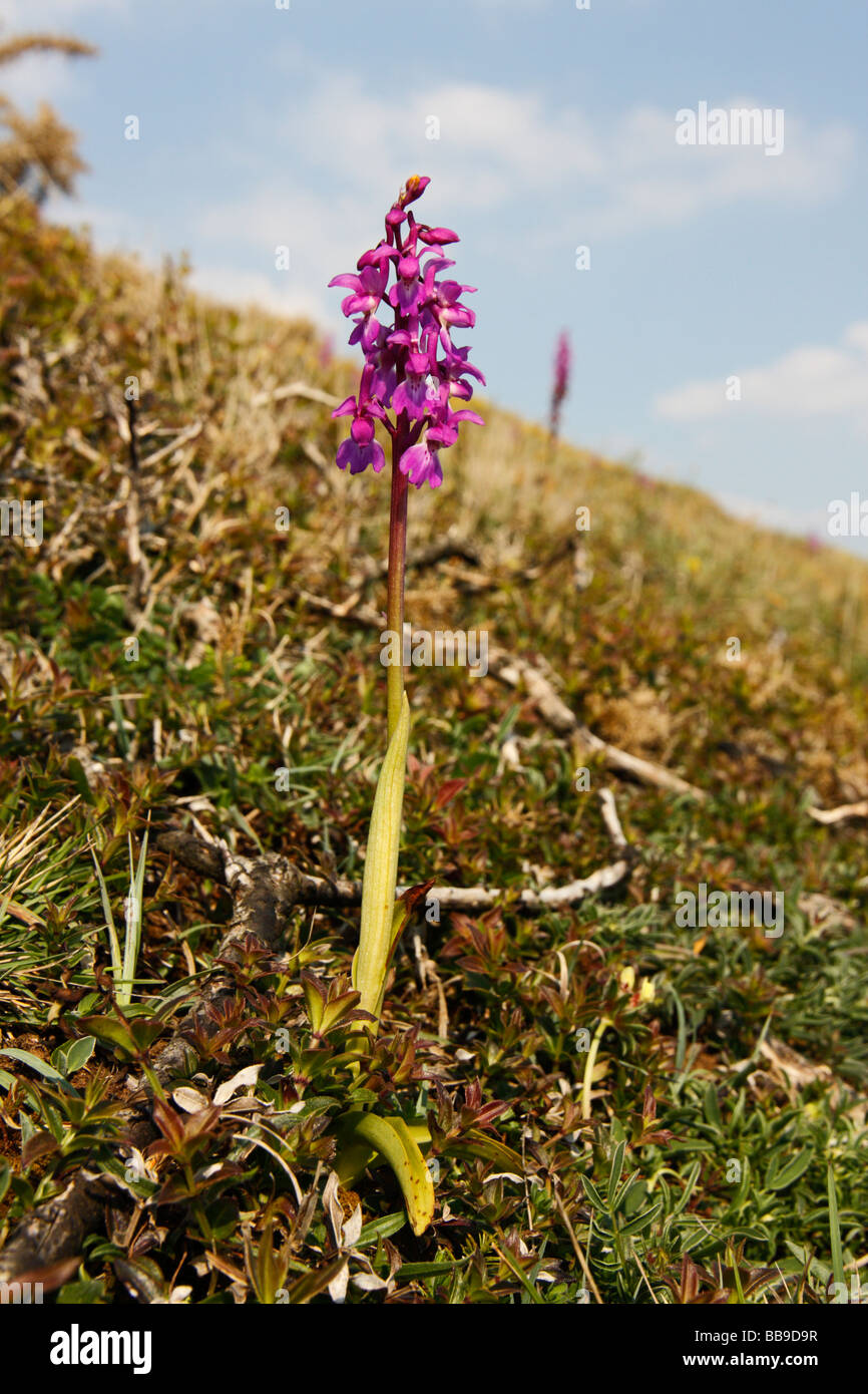 Early Purple Orchid, Orchis mascula Stock Photo - Alamy