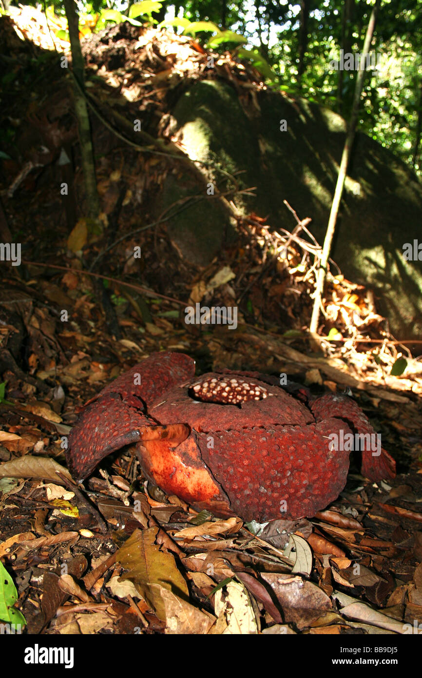 Rafflesia arnoldii, hi-res stock photography and images - Alamy
