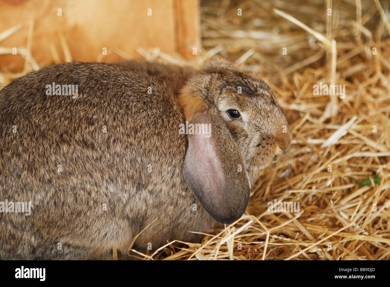 Rabbit resting hi-res stock photography and images - Alamy