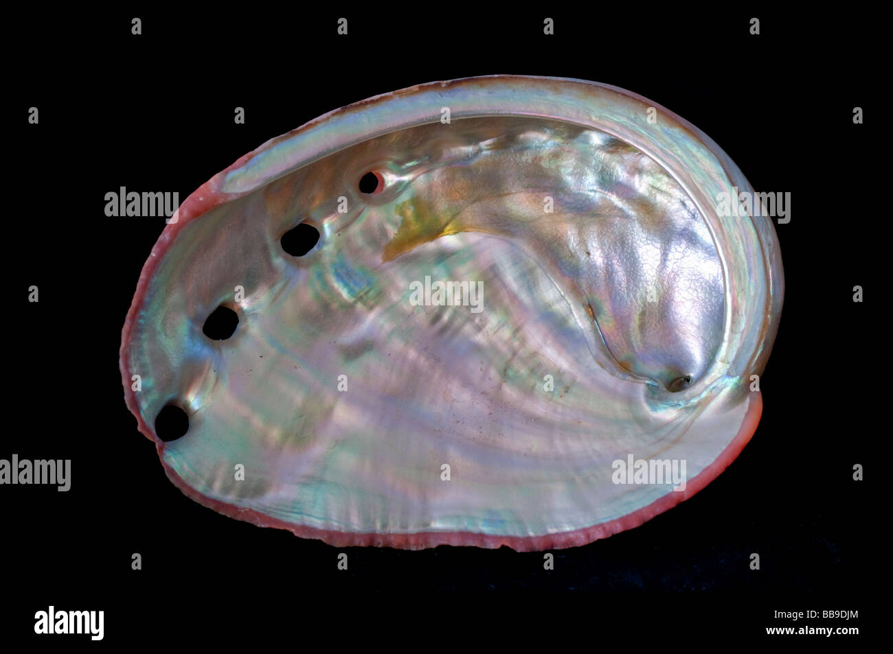 Ormer shell: Haliotis sp. Inside showing mother of pearl Stock Photo - Alamy