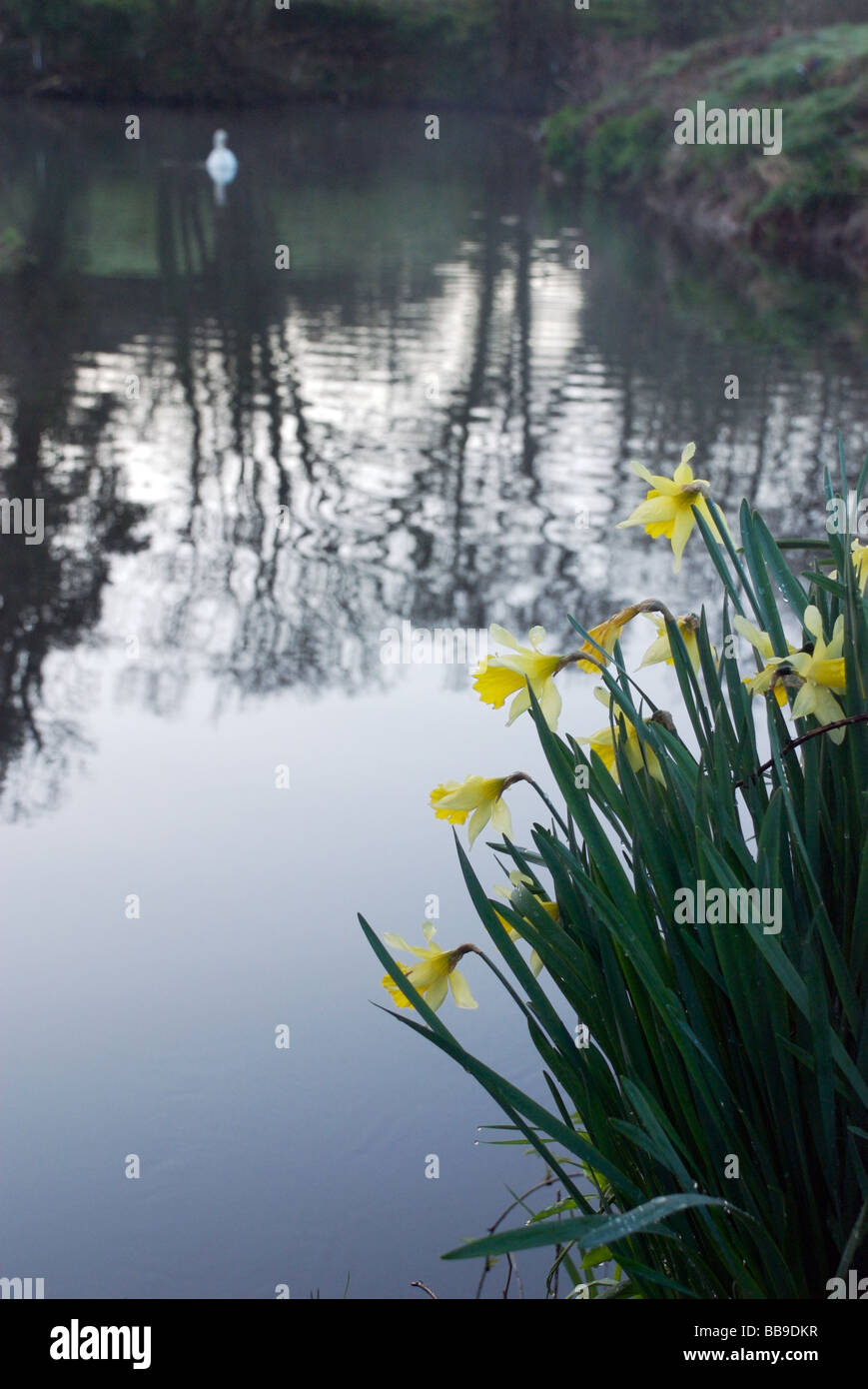 Daffodils and Swan on river, South Hams, Devon, UK Stock Photo - Alamy