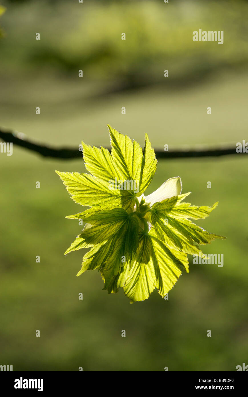 Leaf Crunch Stock Photos & Leaf Crunch Stock Images - Alamy