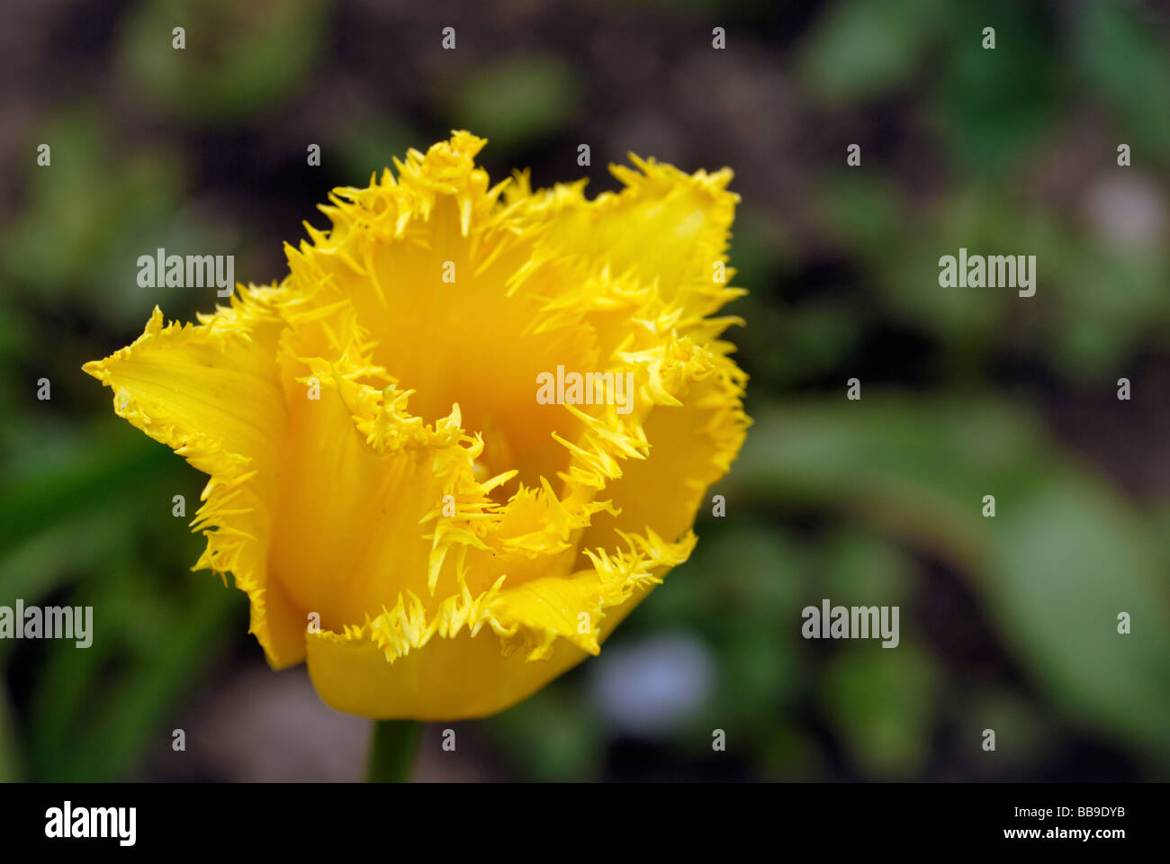 Yellow velvet flower hi-res stock photography and images - Alamy