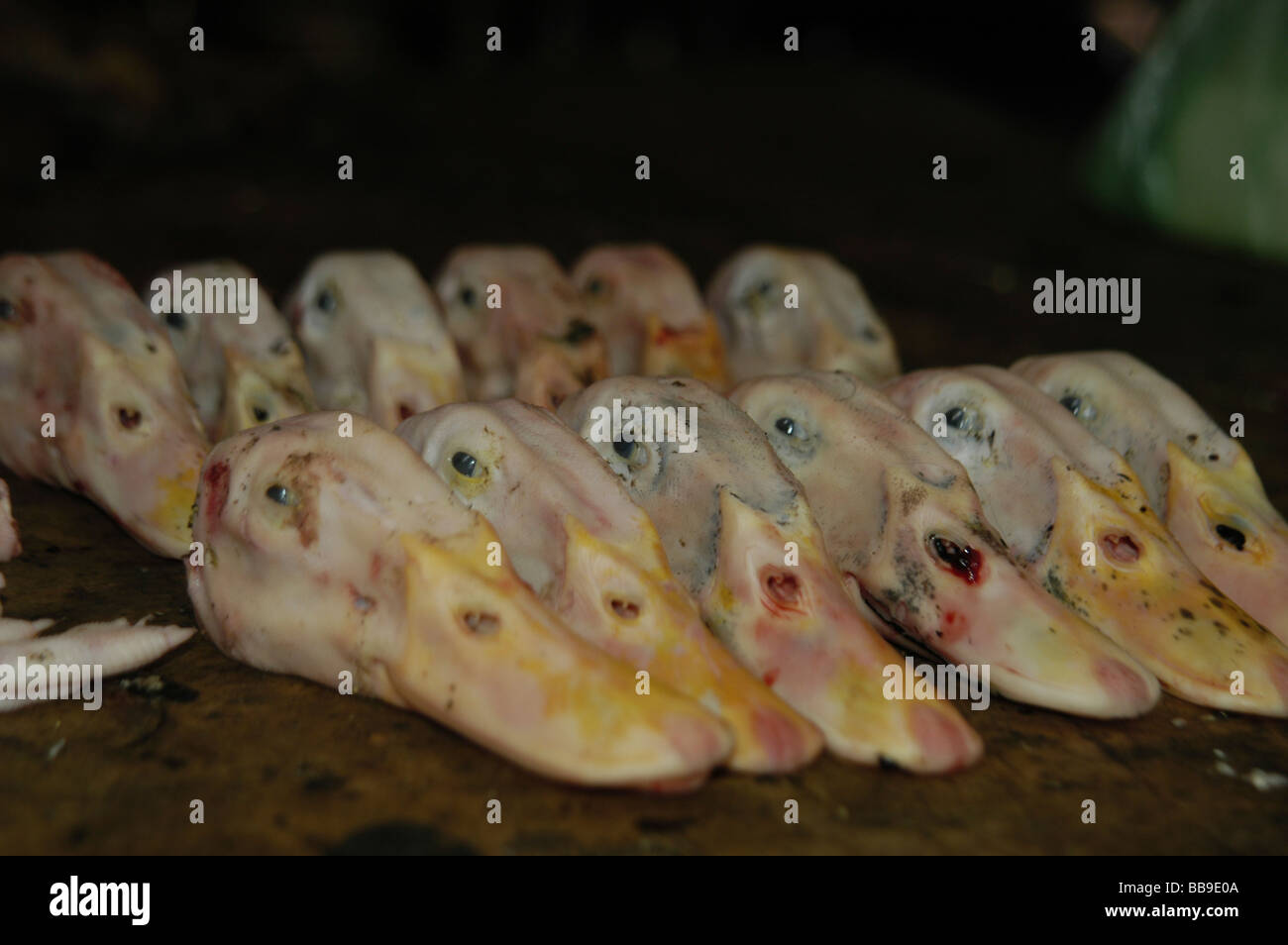 China farm duck chicken hi-res stock photography and images - Alamy