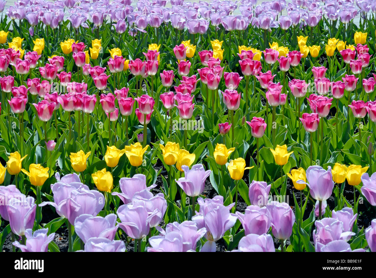 Multi coloured field of tulips Stock Photo - Alamy