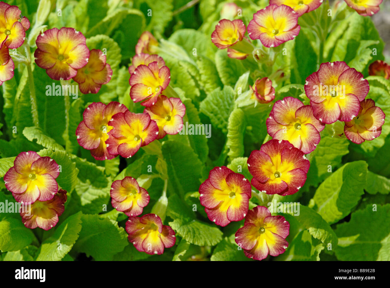 Spring flower background Stock Photo - Alamy