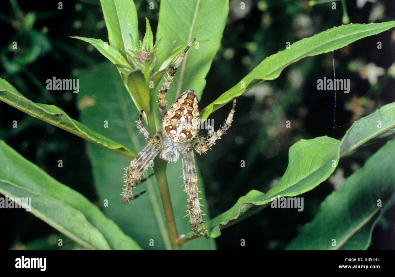 portrait of european garden spider Araneus diadematus germany Stock ...