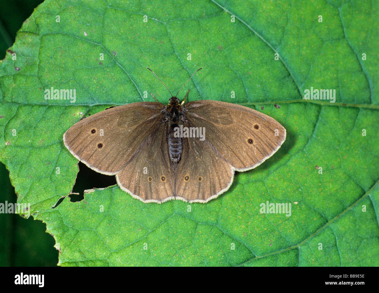 portrait of ringlet butterfly Aphantopus hyperantus germany Stock Photo ...