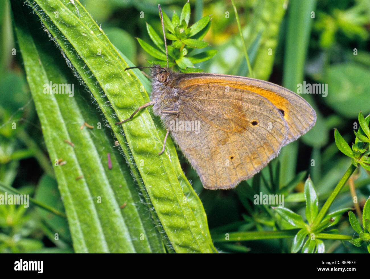 portrait of meadow brown butterfly Maniola jurtina germany Stock Photo ...