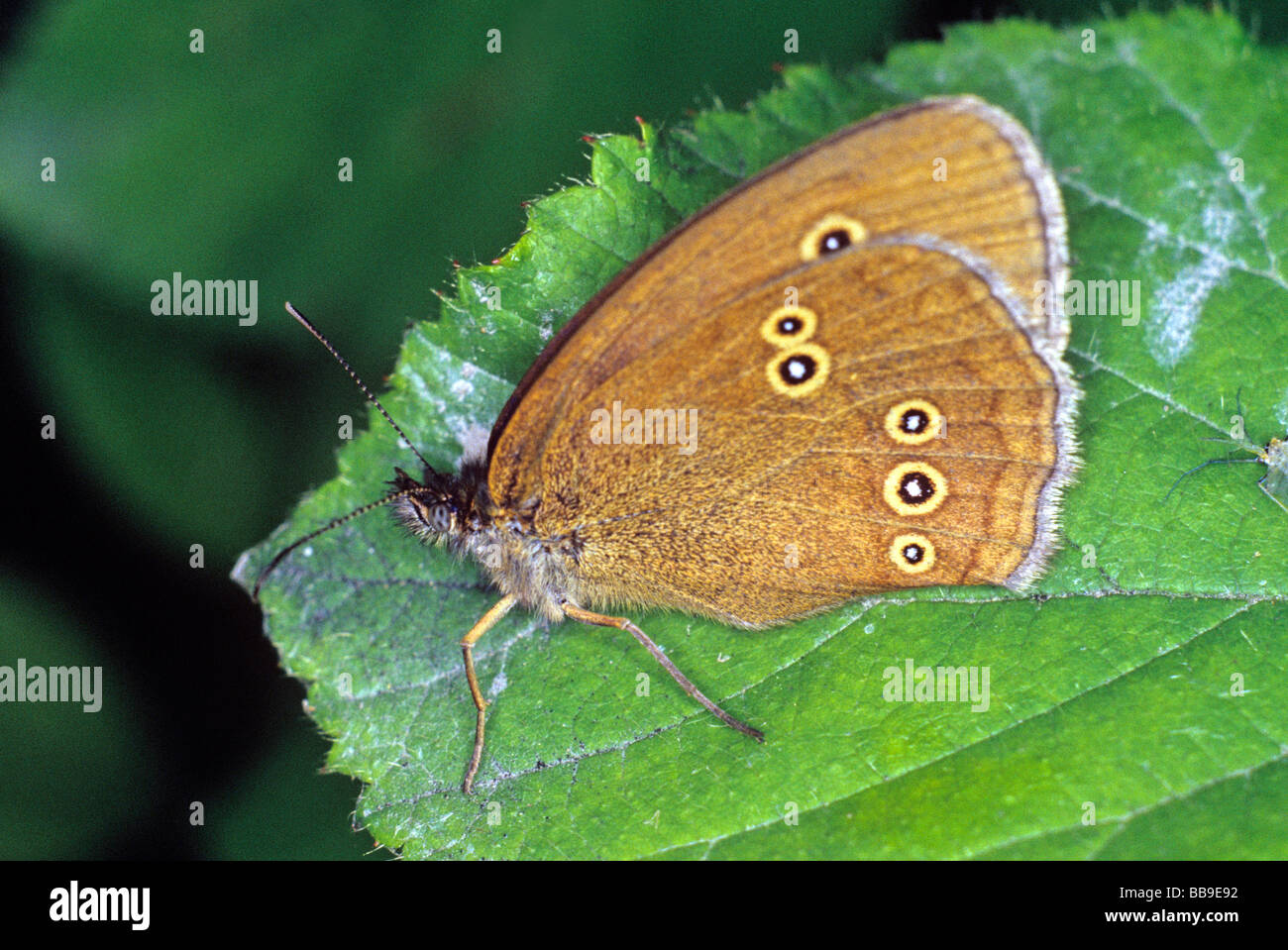 portrait of ringlet butterfly Aphantopus hyperantus germany Stock Photo ...
