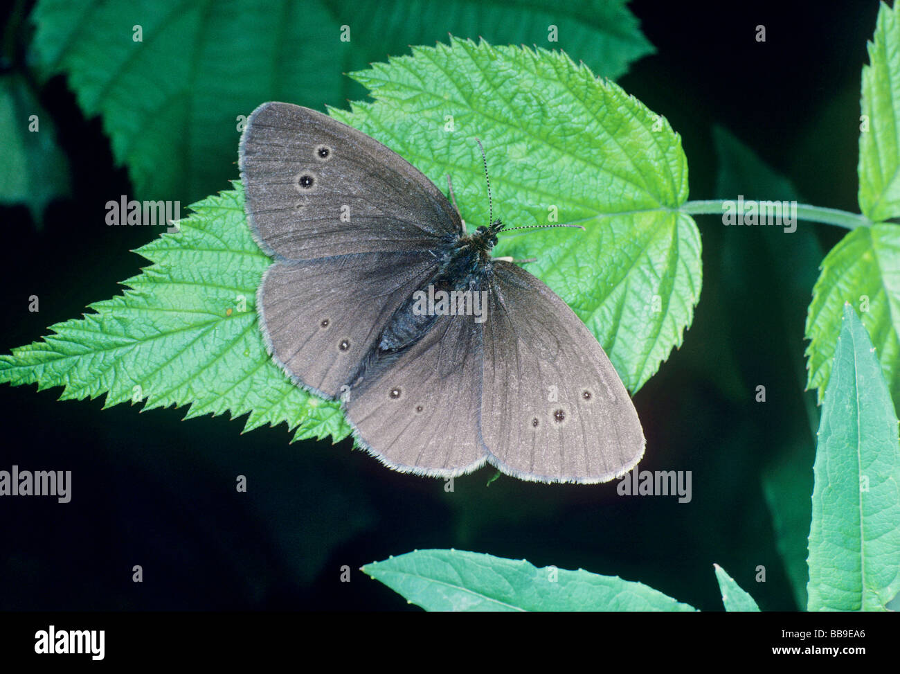 portrait of ringlet butterfly Aphantopus hyperantus germany Stock Photo ...